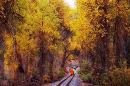 Con đường rừng xanh lá đỏ tuyệt đẹp thuộc Trung Quốc